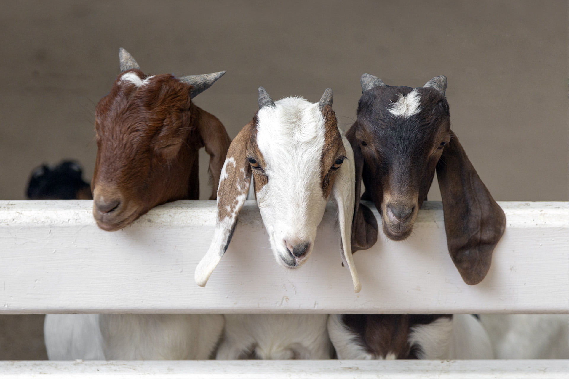 Nuevos avances para el diagnóstico de mastitis | CICAP